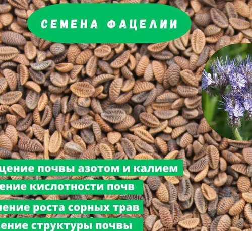 Семена Фацелии Сидерат Опт Розница