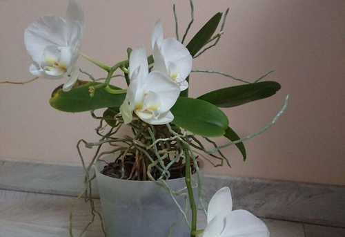Орхидея фаленопсис двойная