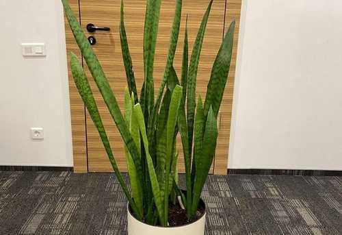Комнатные растения в офис