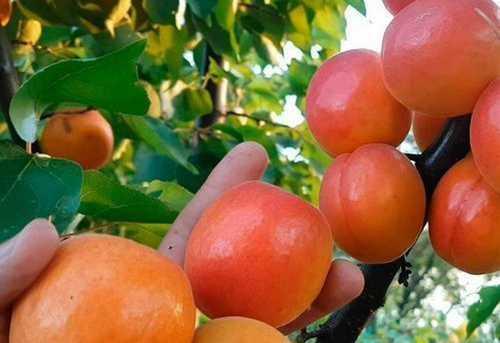 Саженцы абрикос Цунами сре