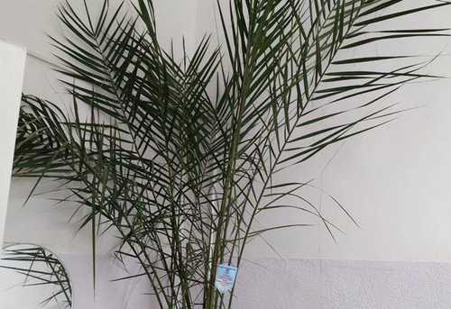 Финиковая пальма 5 метров