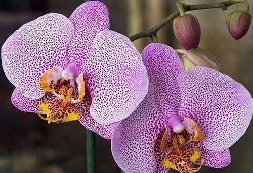 Орхидея фаленопсис Манхеттен отцвёл
