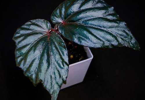 Begonia kapuashuluensis