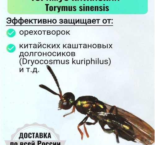 Торимус Китайский от Орехотвороток и Каштановых до
