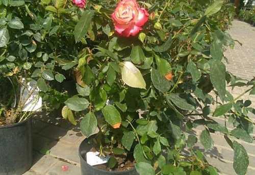 Роза сортовая, чайно-гибридная и роза ругоза
