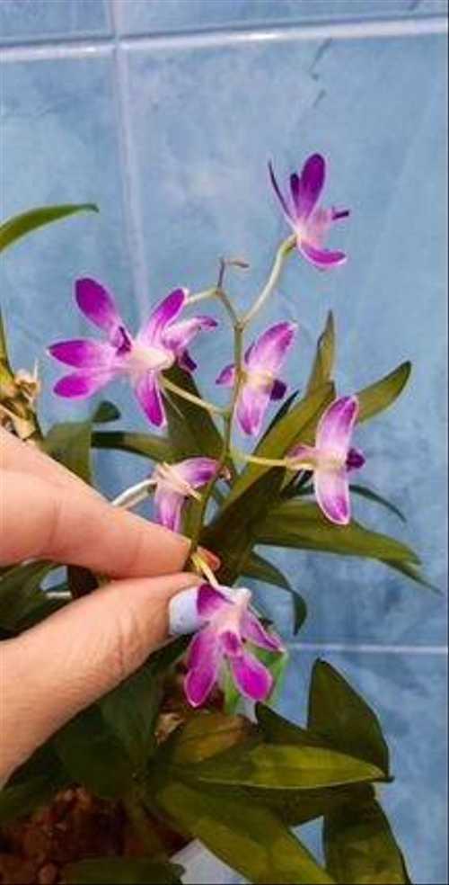 Орхидея Дендробиум Кинга Бери Ода