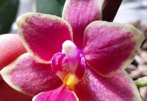 Орхидея фаленопсис разные