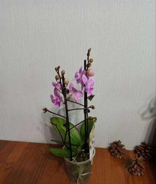 Орхидея мультифлора Биг Лип, 2 ствола