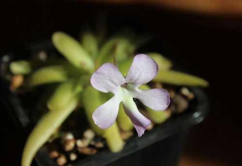 Pinguicula gracilis x moctezumae (Жирянка)