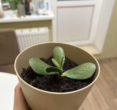 Цветы даром