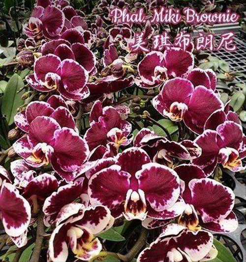 Орхидея фаленопсис Miki Brownie