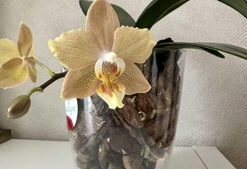 Орхидея Valley Maple