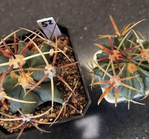 Ферокактус Эмори (Ferocactus Emoryi)