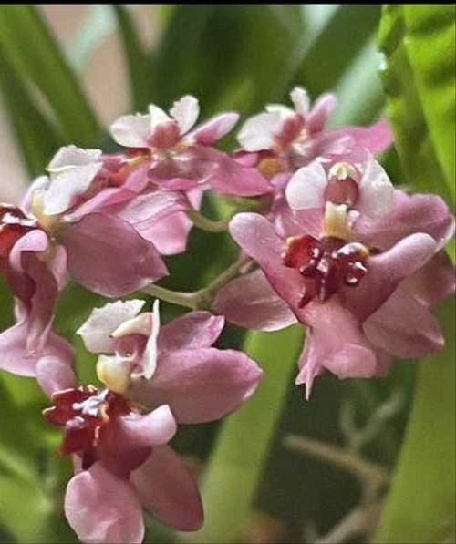 Орхидея Онцидиум Твинкл