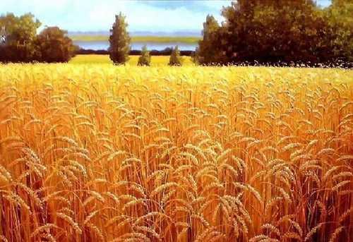 Пшеница Медоносы Сидераты