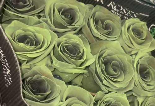 Зеленые розы из Эквадора