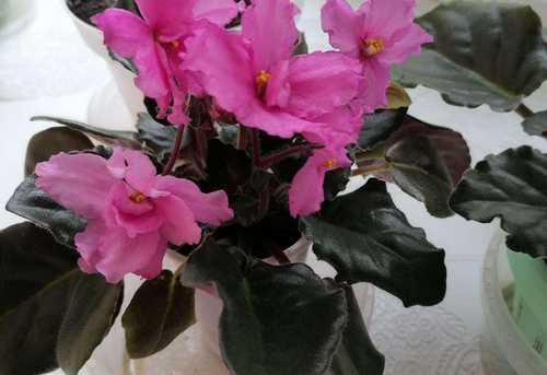 Фиалка сортовая