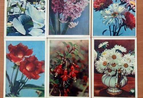 Любимые цветы В открытках - 2