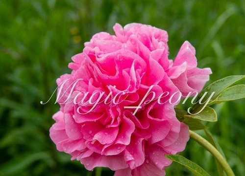 Пион кудрявый - Карнейшен Букет Carnation Bouquet