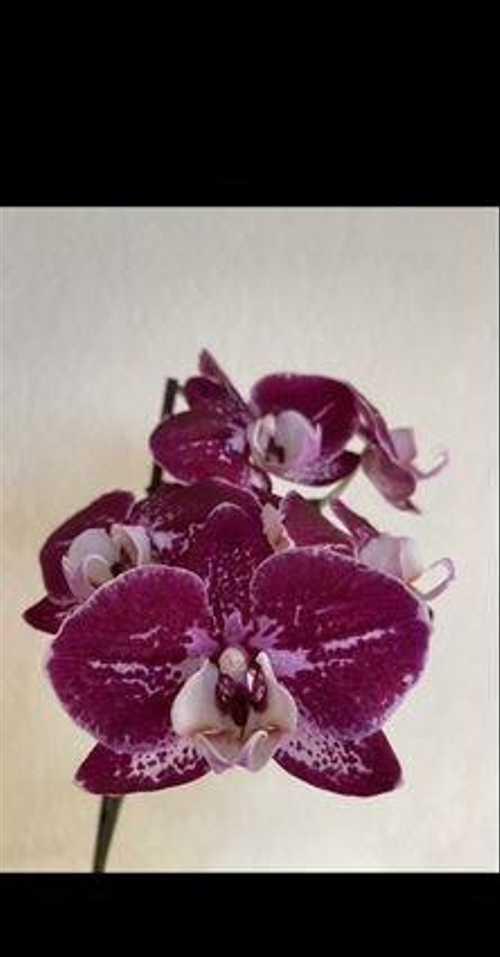 Орхидея фаленопсис Армион (Armion) Отцвела