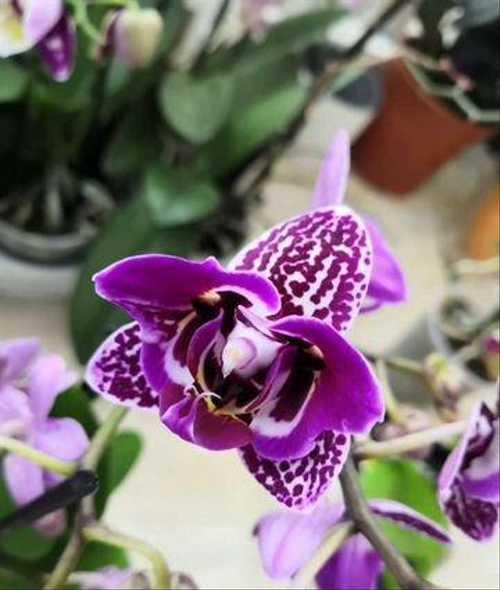 Орхидея пелор Monterrey