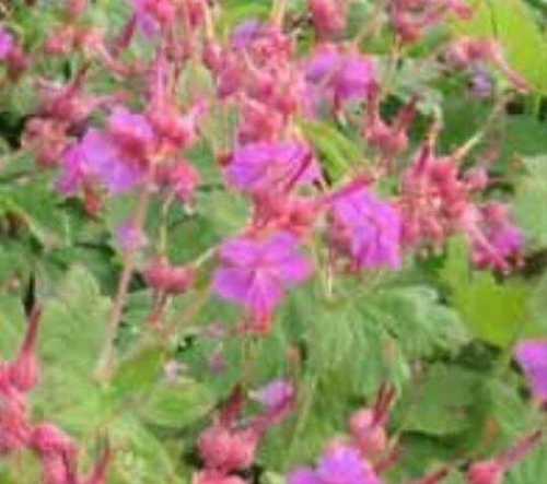 Пеларгония герань садовая розовая многолетняя