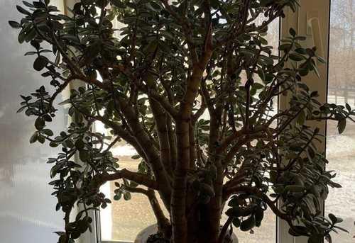 Толстянка денежное дерево