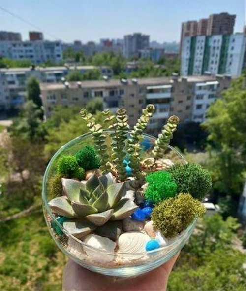 Флорариум суккуленты