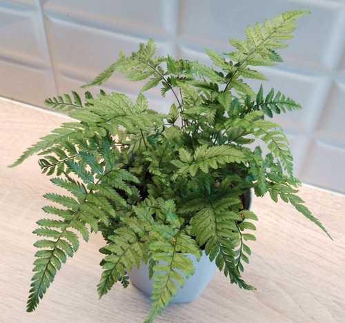 Папоротник Атириум Спикатум (Athyrium Spicatum)