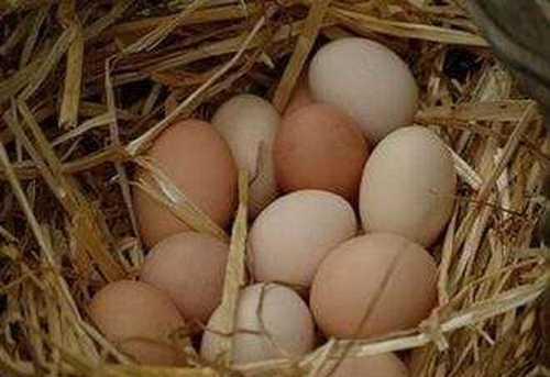Домашние куриные яйцо