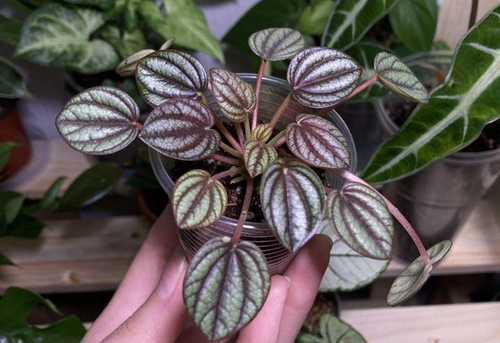 Пеперомия Бурбелла (Peperomia caperata Burbella)