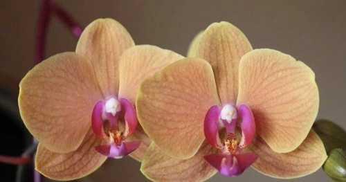 Орхидея фаленопсис Caribbean bream. Миди