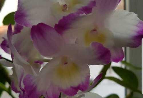 Орхидея саженцы