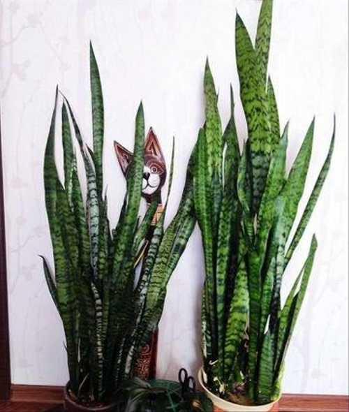 Сансевиерия большое взрослое растение