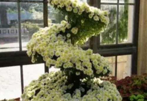 Ампельно-каскадная хризантема саженцы