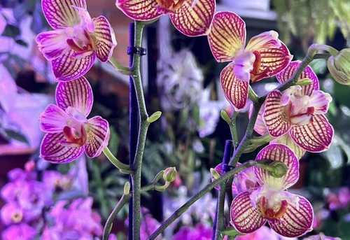 Орхидея фаленопсис равелло бантик