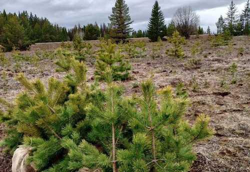 Саженцы ели,сосны и других хвойных и лиственных