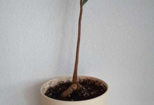 Брахихитон разнолистный каудексное растение редкое