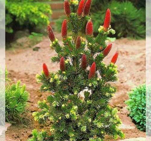 Picea pungens Lucky Strike 50-60cм