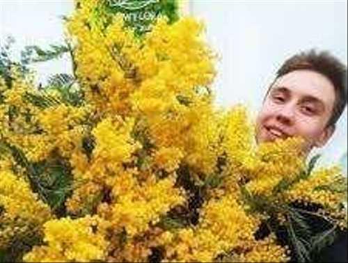 Мимоза лимонка оптом