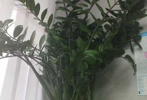 Комнатные растения: замиокулькас (денежное дерево)