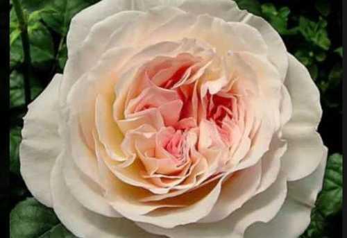 Роза английская Кейра