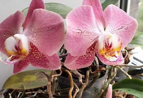 Орхидея фаленопсис леко фантастик цветы