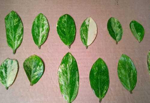 Замиокулькас Short leaf вариегатный