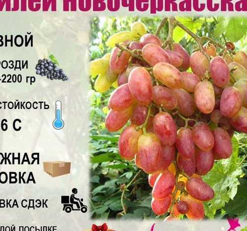 Саженцы Винограда "Юбилей Новочеркасска"