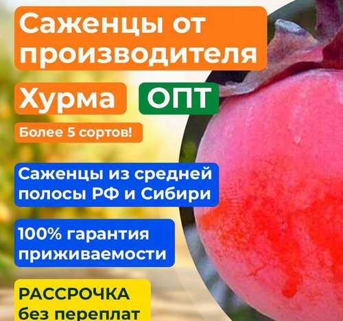 Саженцы хурмы оптом