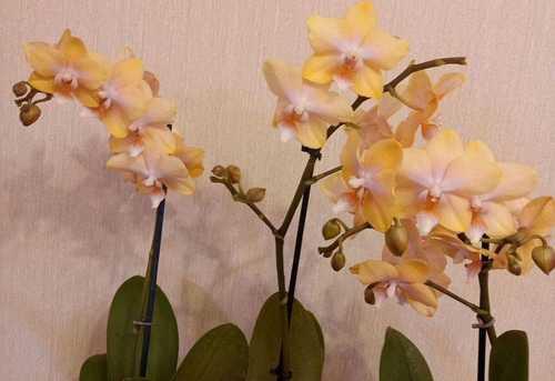 Орхидея фаленопсис Белый Будда / Bolgery Lemon