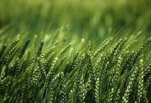 Пшеница яровая "Злата". Семена от производителя