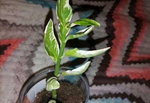 Педилантус, комнатное растение