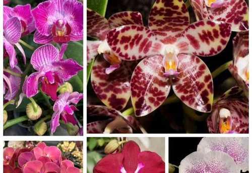 Орхидея фаленопсис фласки биг липы и бабочки